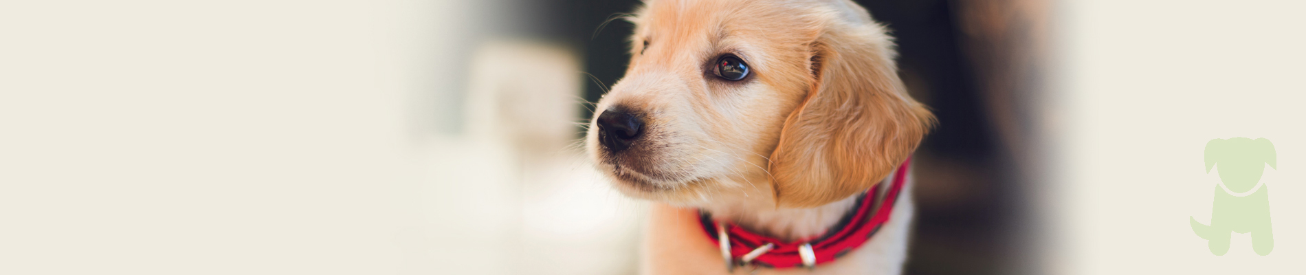 Little VIP Puppy | Parish Lane Vets